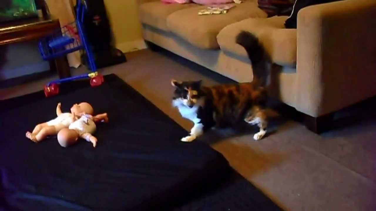 Cat Smacks DOG Repeatedly - YouTube