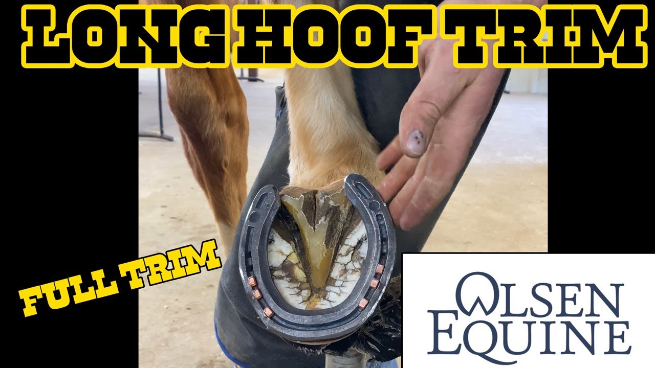 SATISFYING LONG HOOF TRIM - YouTube