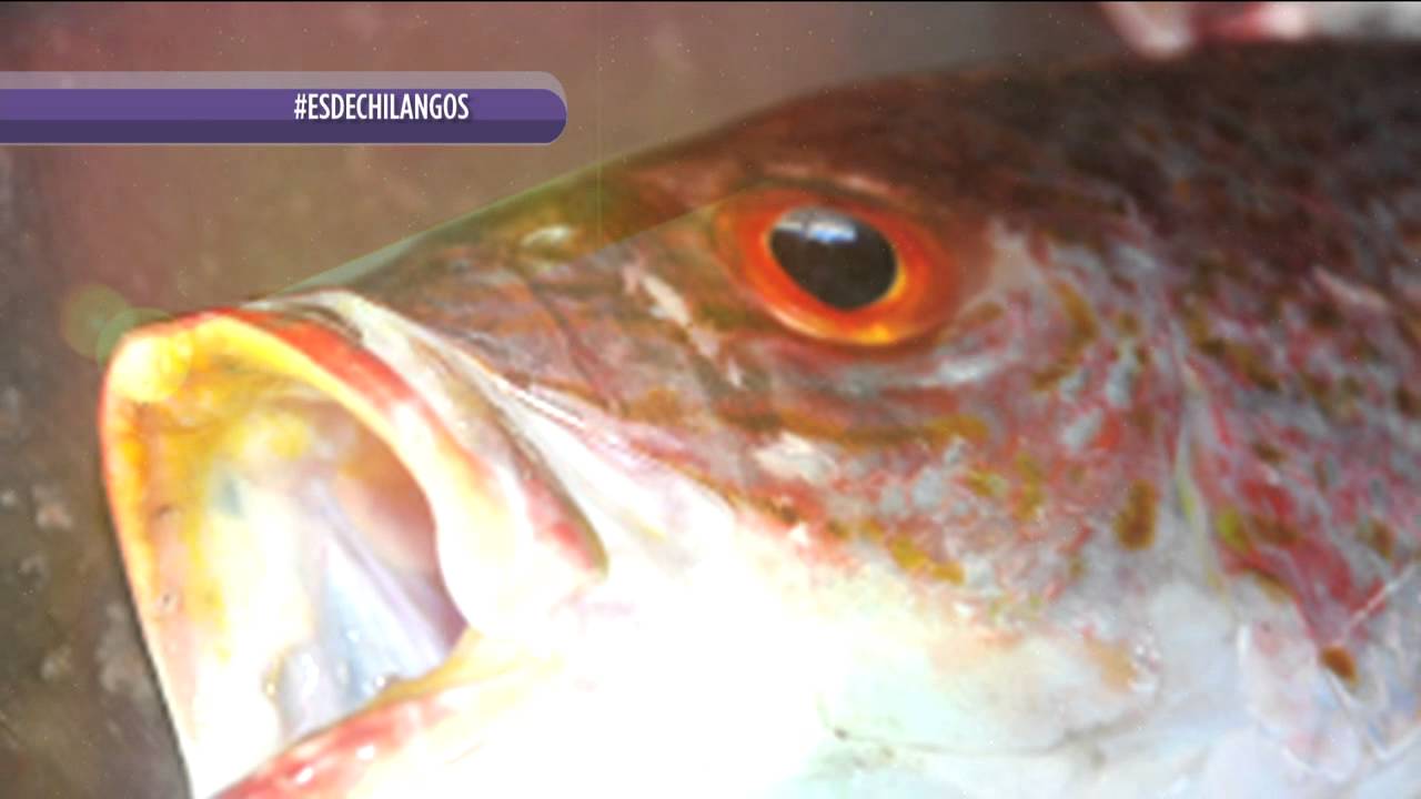 ¡Diferencia entre chilango y defeño! - YouTube