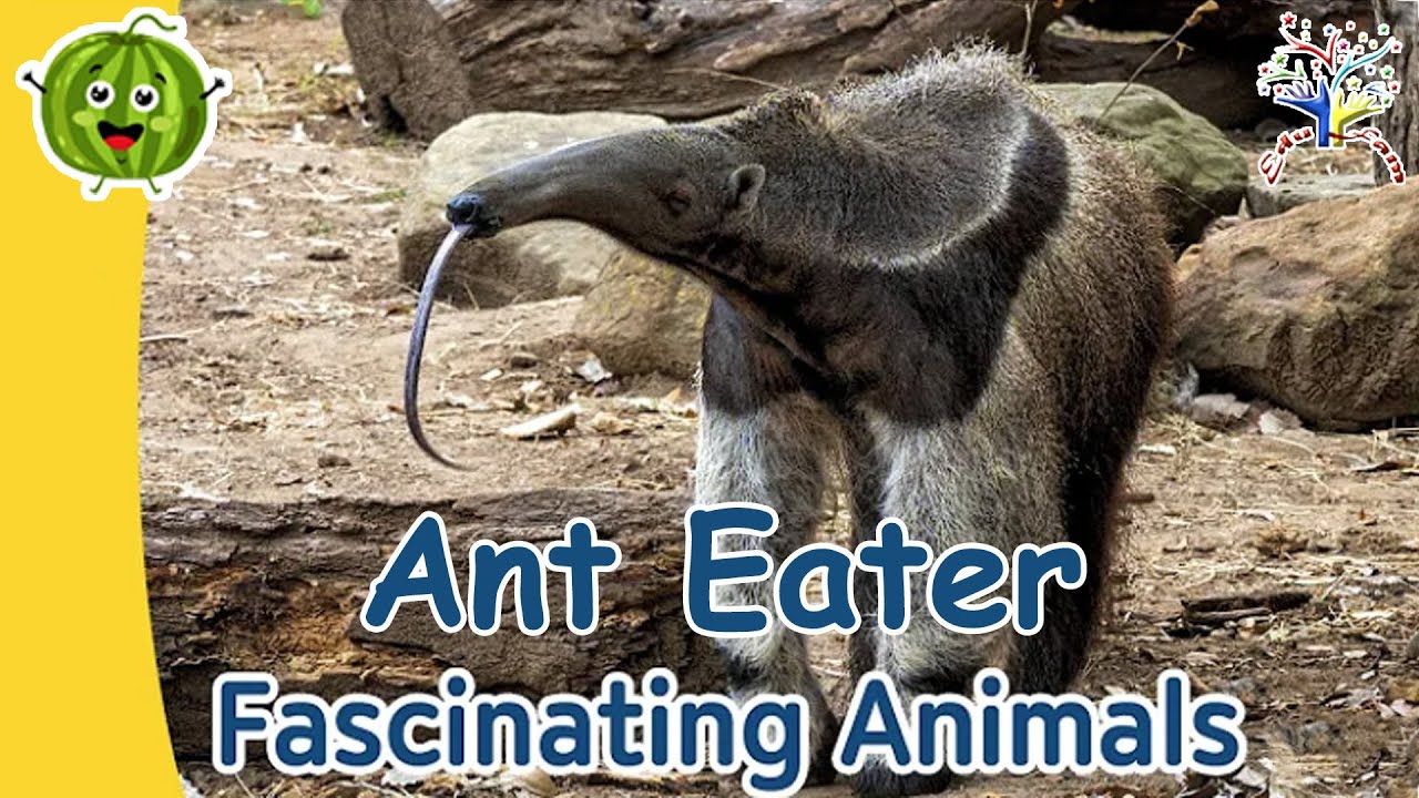 The Animals || Learn About Anteater || ABCD || Learn to Read || Kids ...