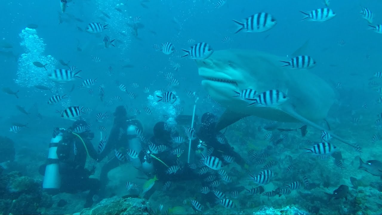 Beqa Lagoon Shark Dive Fiji July 2017 - YouTube