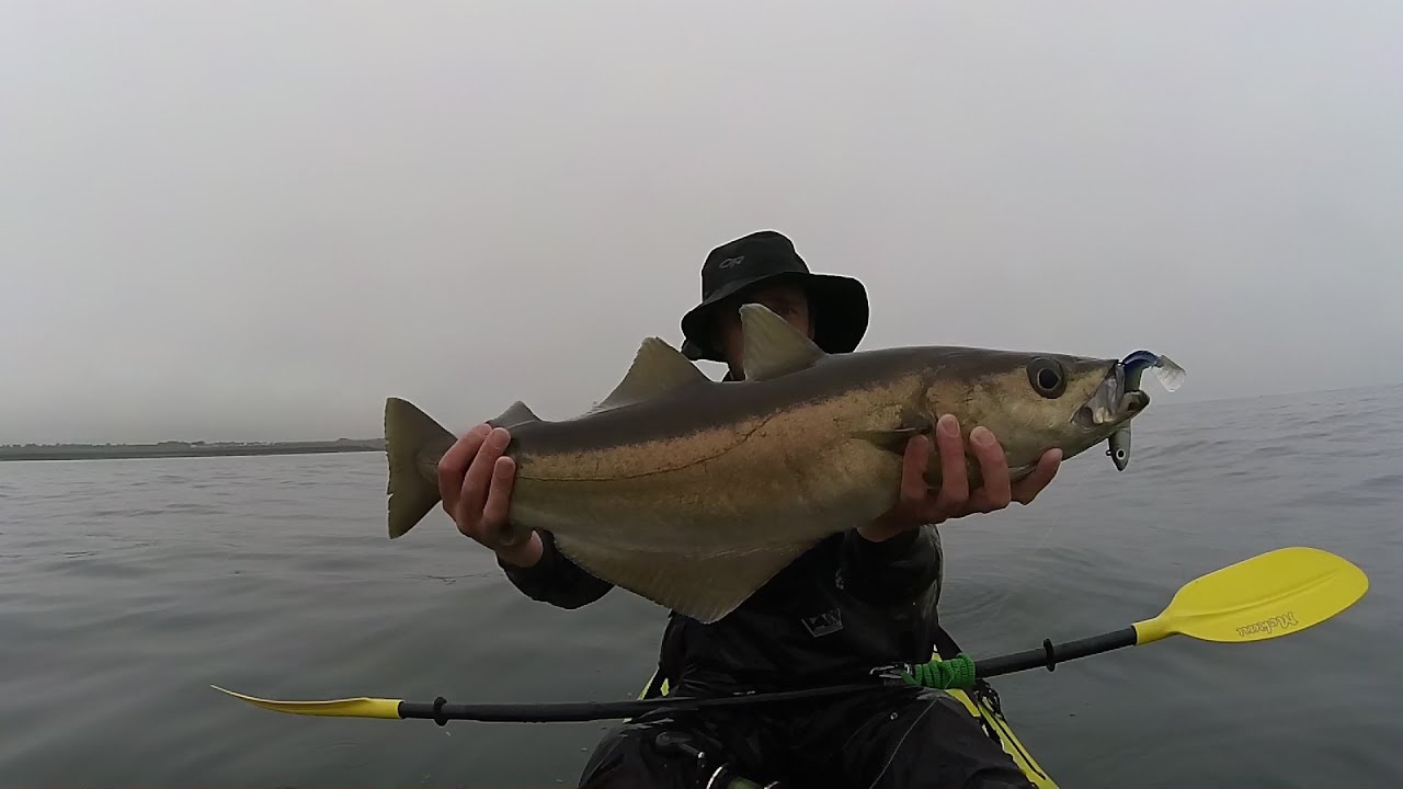 Kayak Fishing- Big Pollack - YouTube
