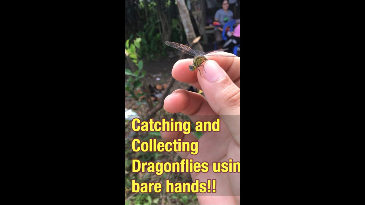 How to catch a dragonfly using bare hands| Collecting Dragonflies - YouTube