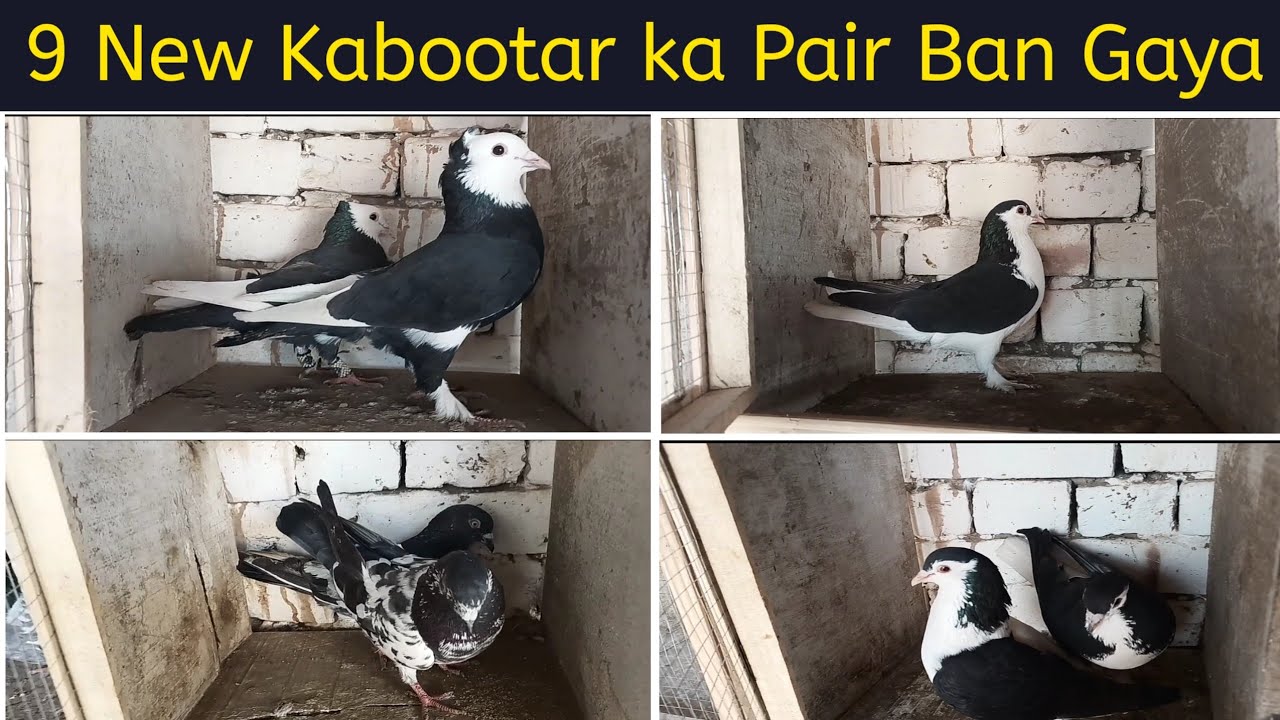 9 New 🕊️ Kabootar ka Pair Ban Gaya - YouTube