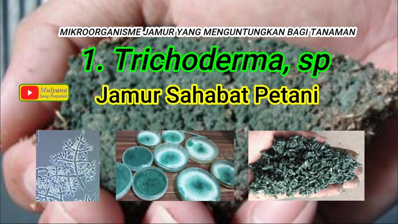 Mikroorganisme Menguntungkan Bagi Tanaman 1. Trichoderma sp. Fungi ...