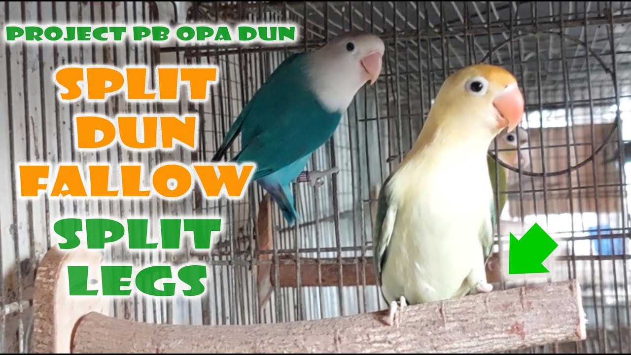 MATERYALES PUTOL ANG PAA - PROJECT PB OPALINE DUN FALLOW - YouTube