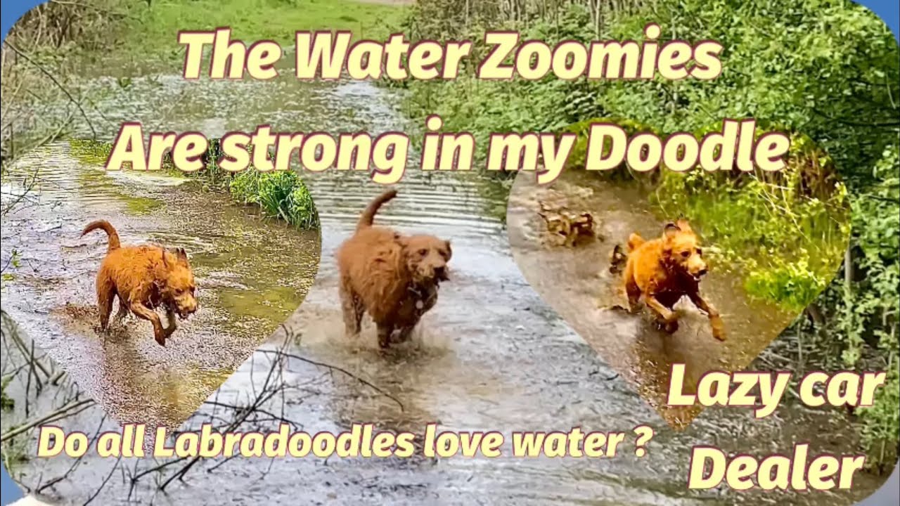 Labradoodles love water and get the Zoomies big time , TOBY loves wet ...