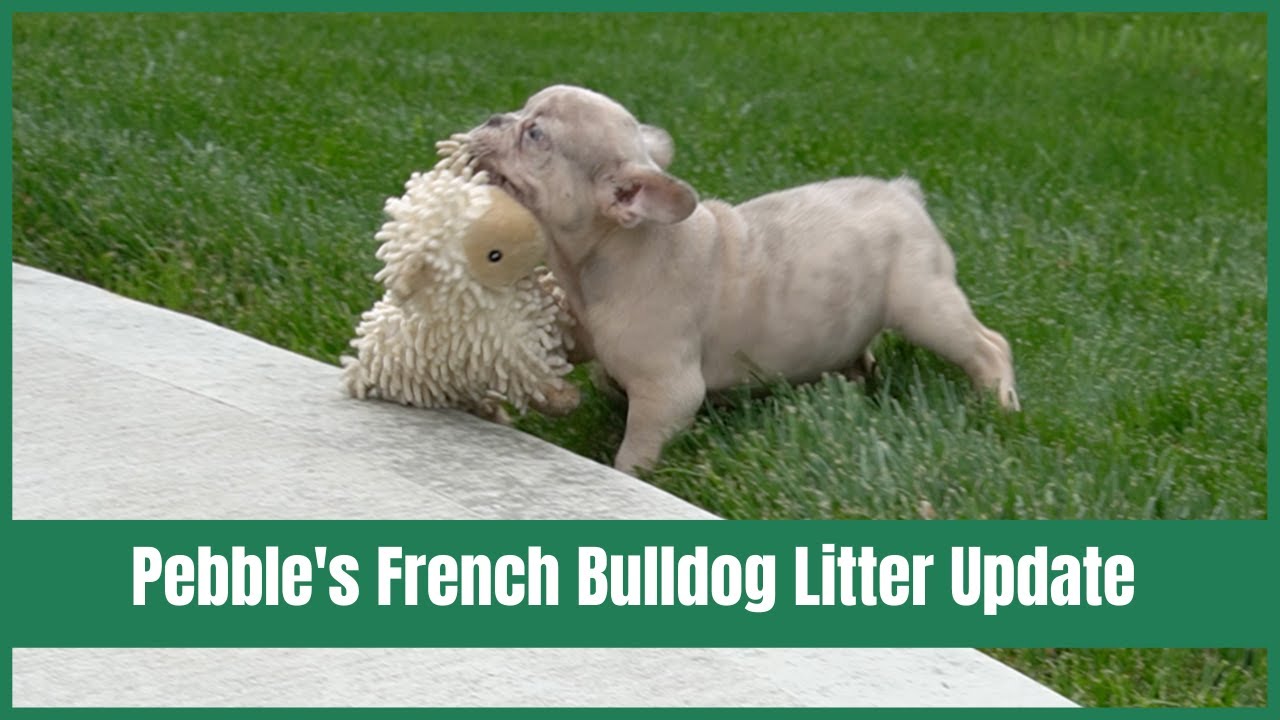 Pebble's French Bulldog Litter Update - YouTube