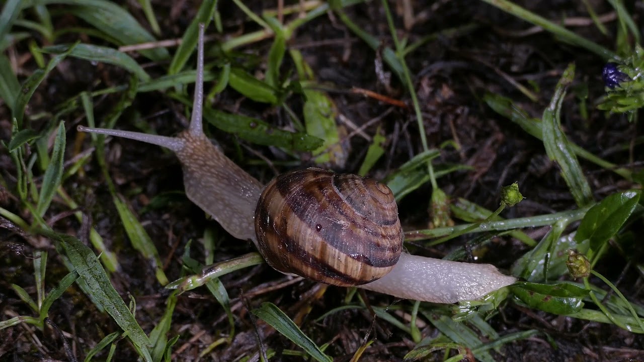 Beautiful Snail in Deep Forest | 8K ULTRA HD Video - YouTube