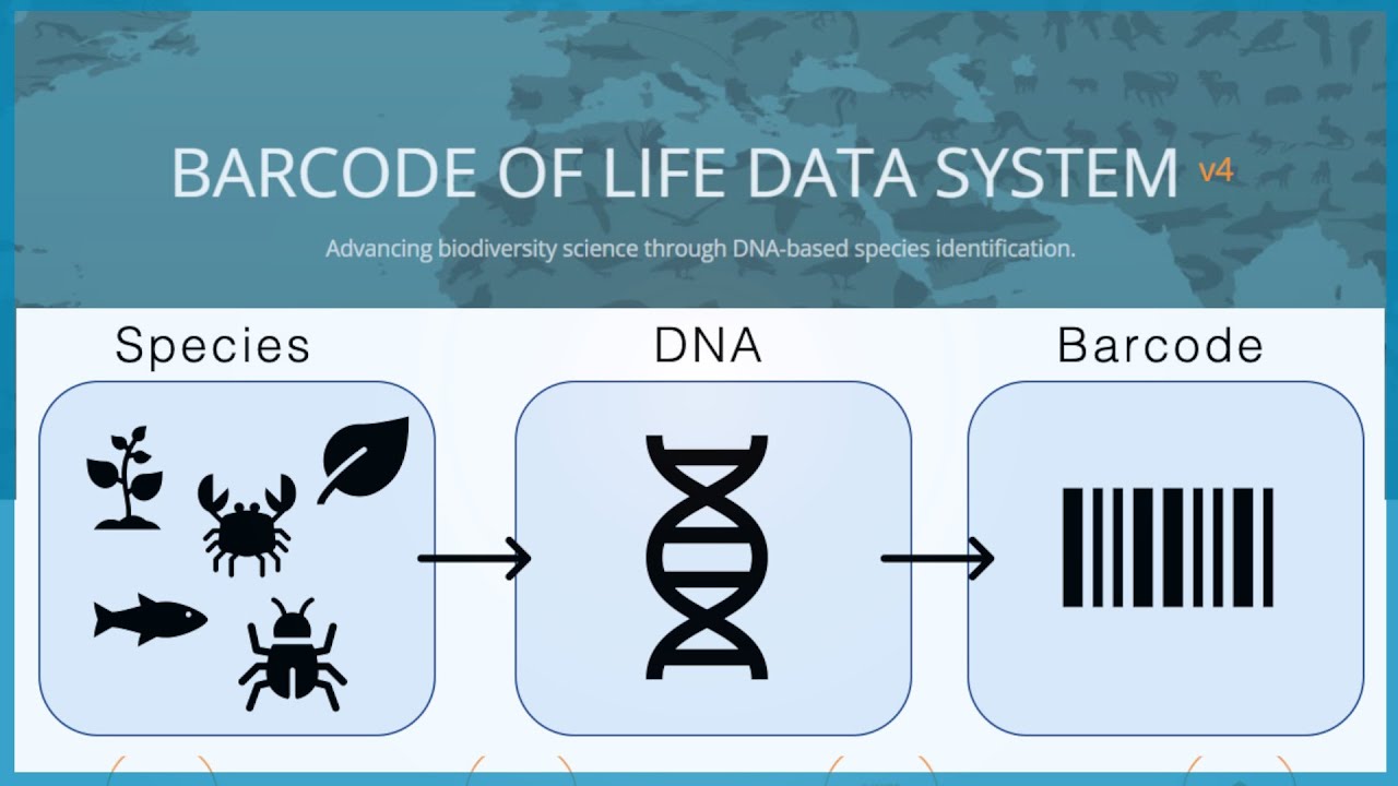 The Barcode of Life Boldly OVER-Explained - YouTube