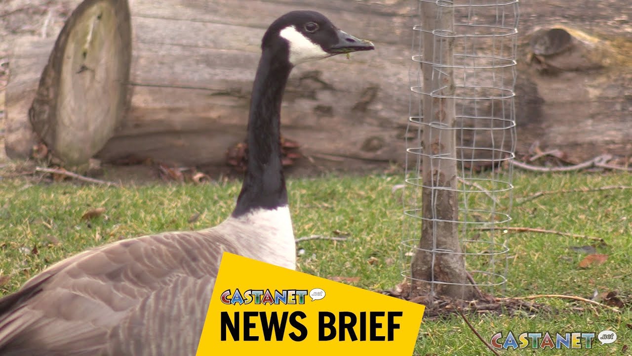Too many geese - YouTube