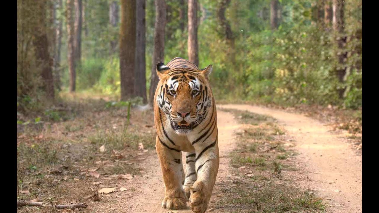 Top 10 Places to Visit in Gondia - YouTube