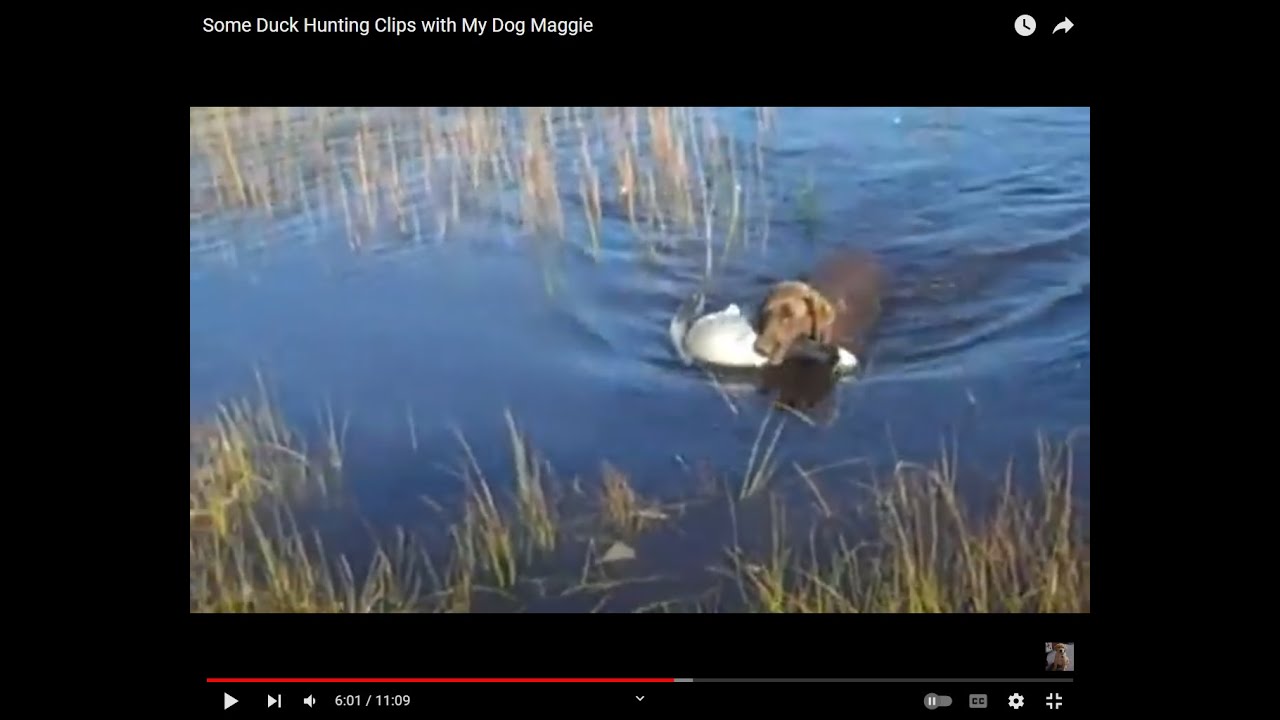 Some Duck Hunting Clips with My Dog Maggie - YouTube