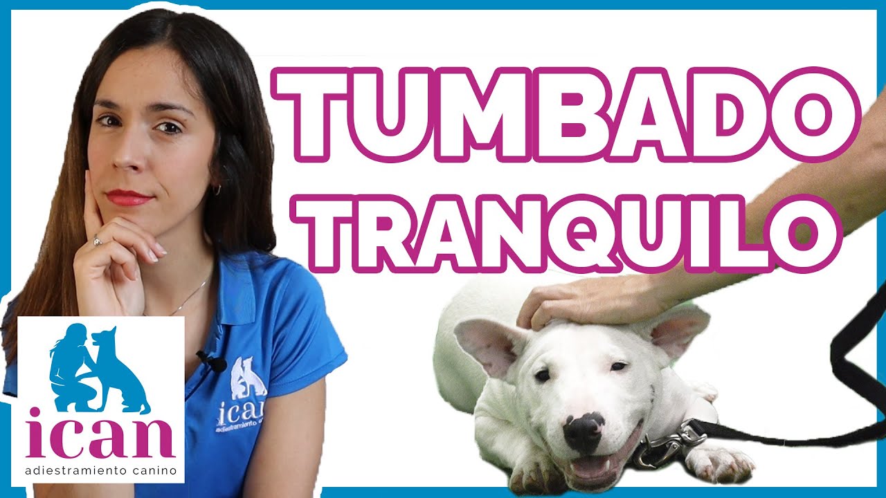 Enseñar a un perro a estar TUMBADO QUIETO y TRANQUILO | Adiestramiento ...