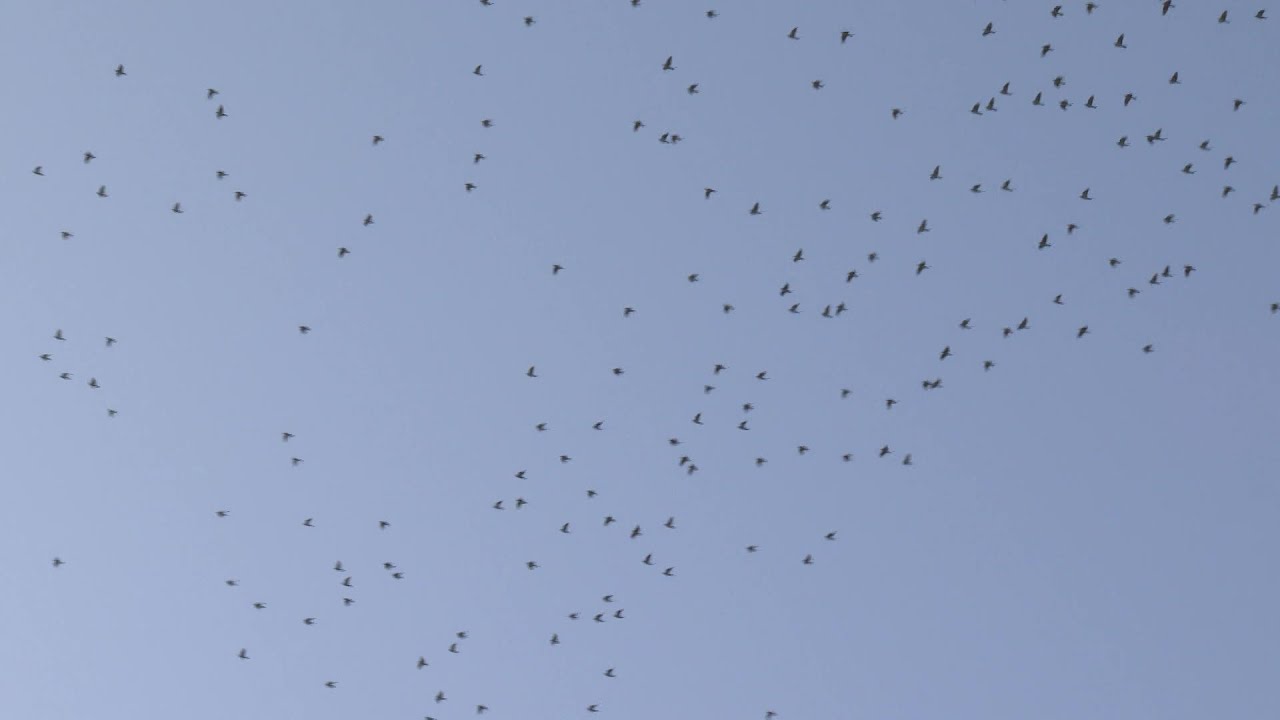 Palombes : pic de migration au Pays basque, usoak milaka Urruñan - YouTube