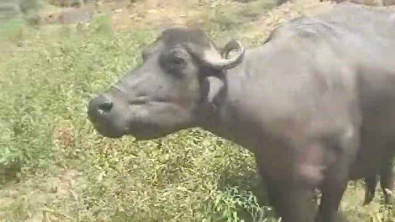 Buffello | cow | Mob grazing #natgeowild - YouTube