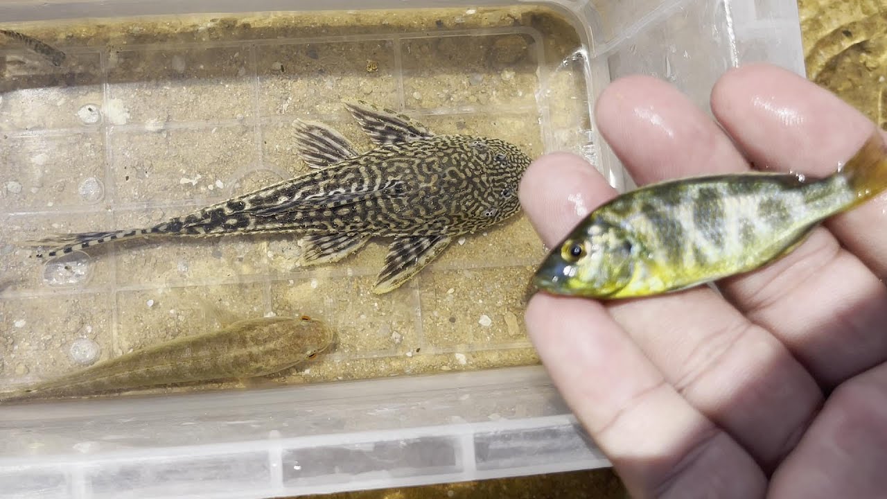 Natural small insects live under water in Cambodia lake. suckermouth ...