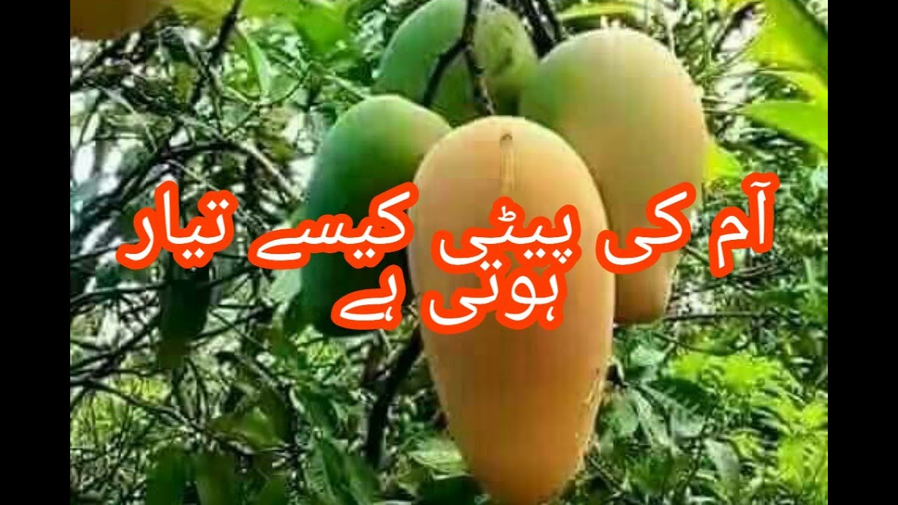 How to Pack Mangoes - YouTube