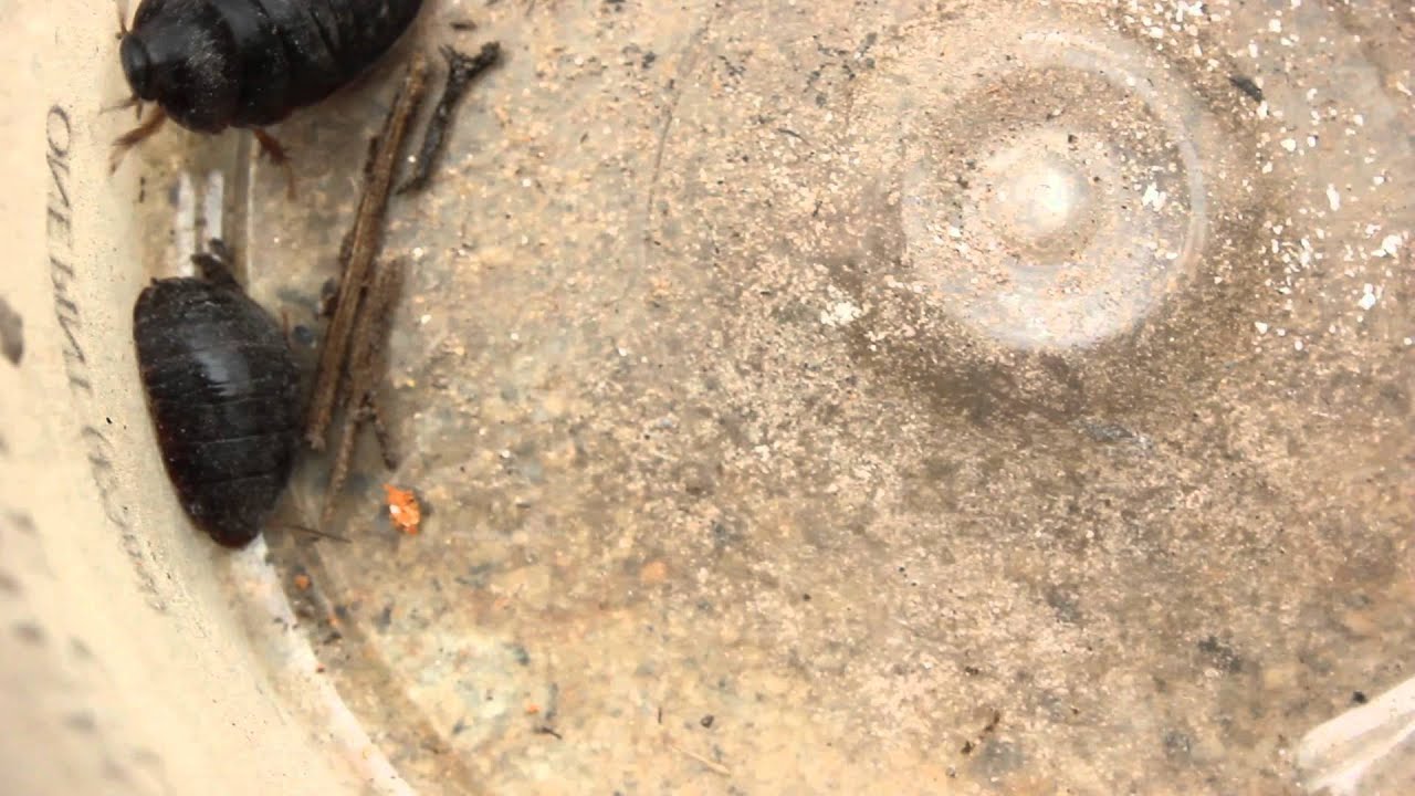 Pycnoscelus nigra and femapterus - YouTube