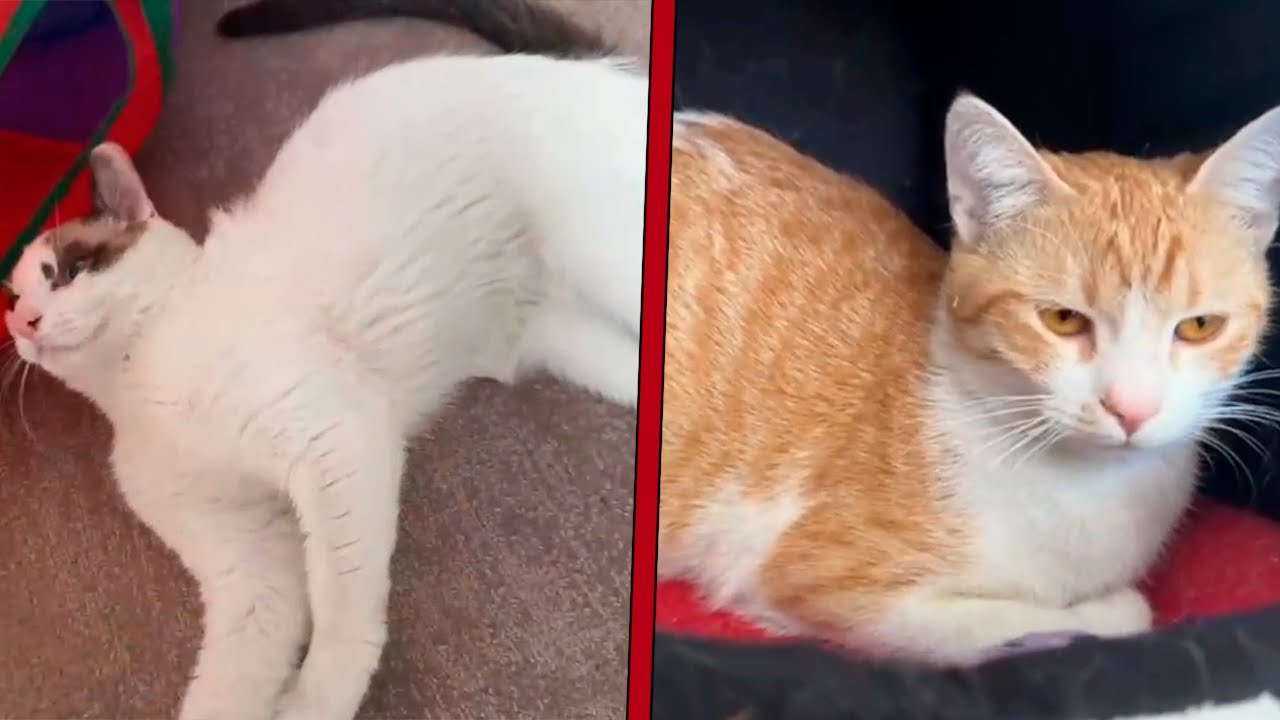 los gatos de puvlo - YouTube