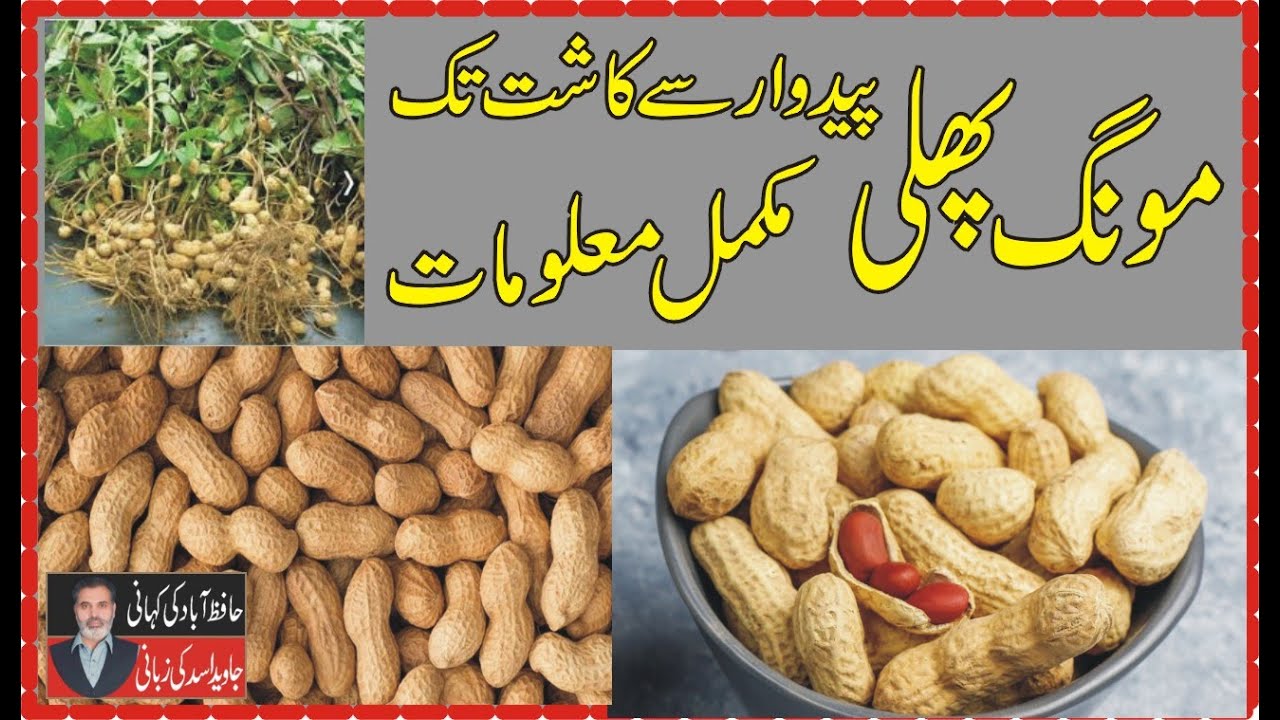 MOONG PHALI | مونگ پھلی پیداوار سے کاشت تک مکمل معلومات | Complete ...