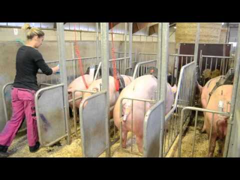 Stimulus inseminering - YouTube