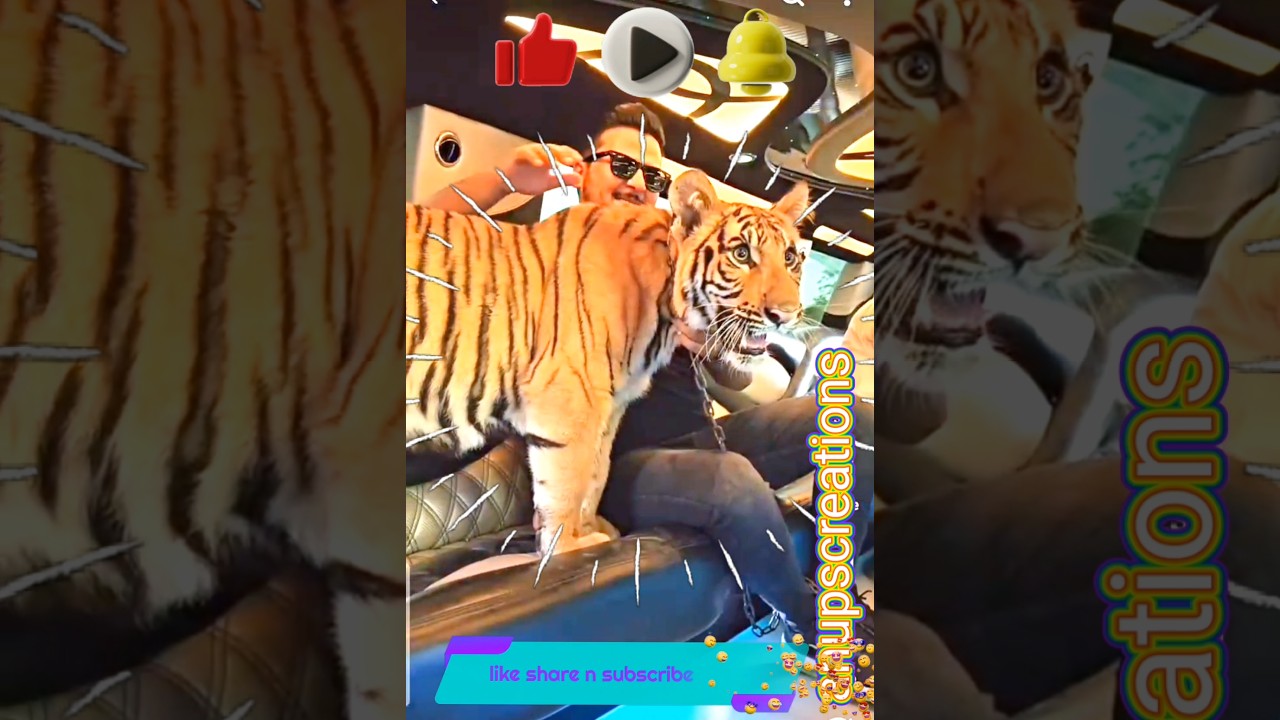 Tiger tamed | बाघ को पाल कर ले लिया पंगा | encounter with tiger ...