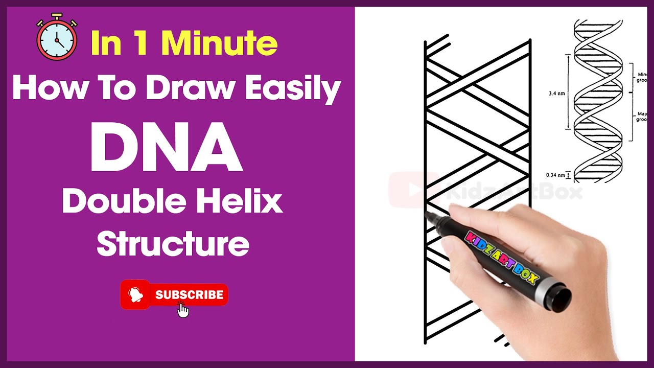 DNA Double Helix Structure | Easy DNA Diagram | DNA Helix Drawing Step ...