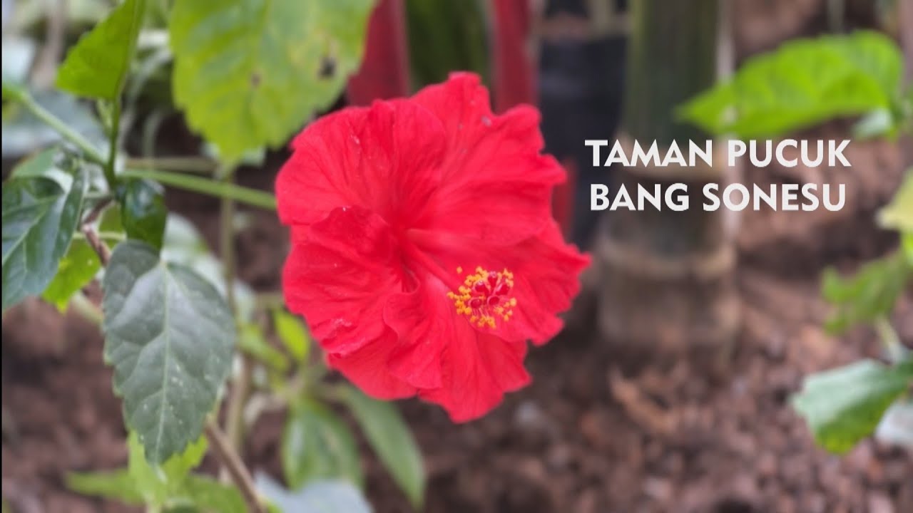 TAMAN BUNGA PUCUK BANG | SONESU TV - YouTube