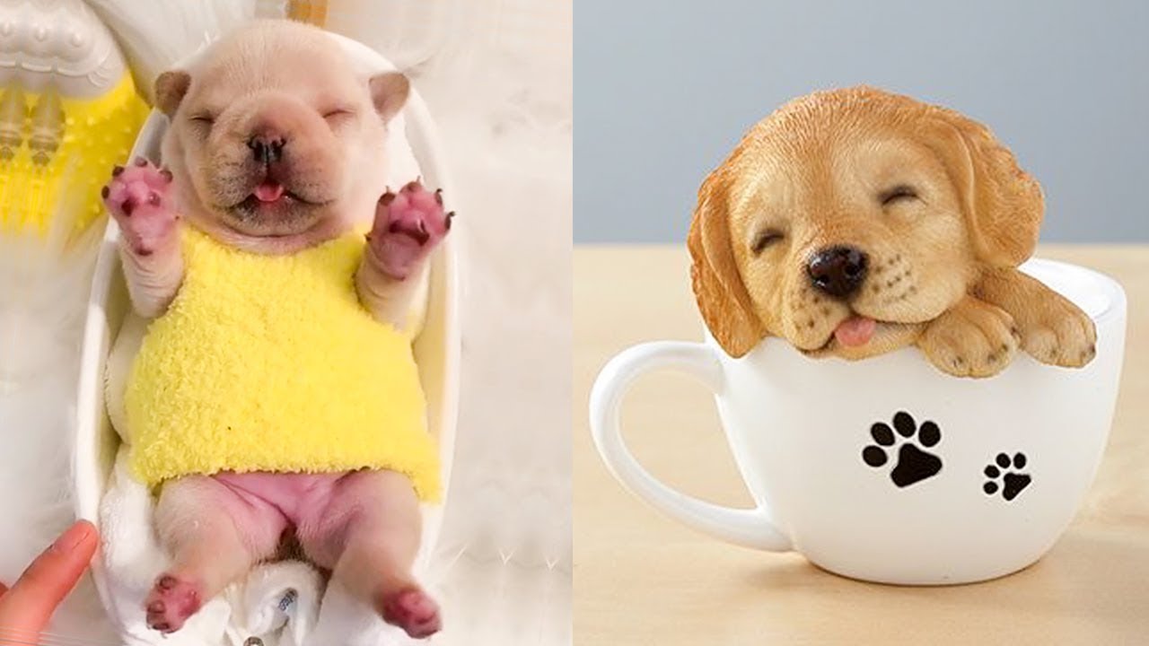 Baby Dogs Cute and Funny Dog Videos Compilation - YouTube