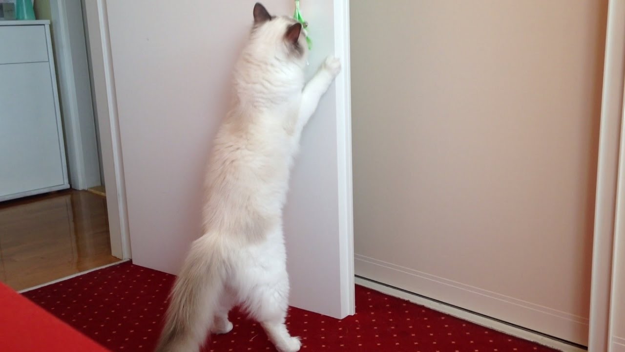 Cute kitten vs bird-like toy :) - YouTube