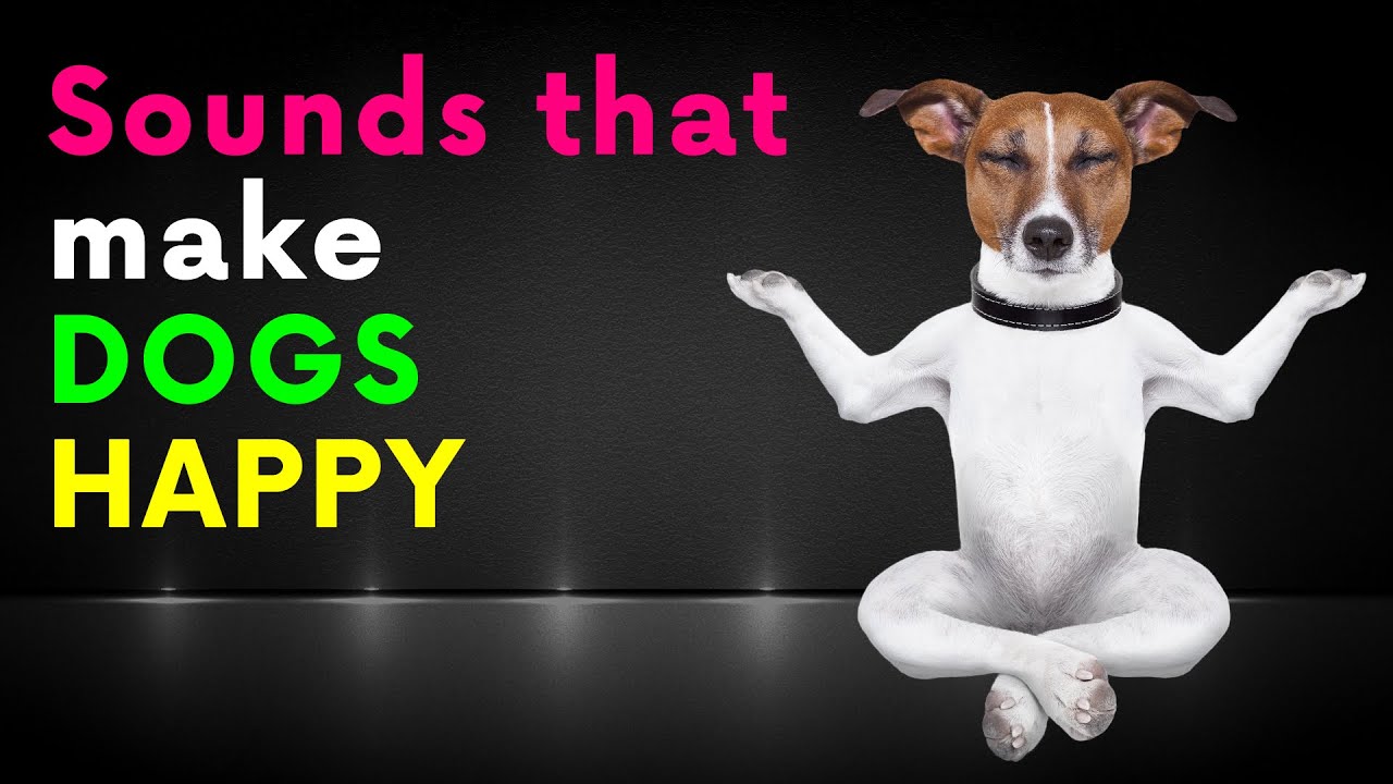 Sounds that make Dogs HAPPY 🐕 😍 - YouTube