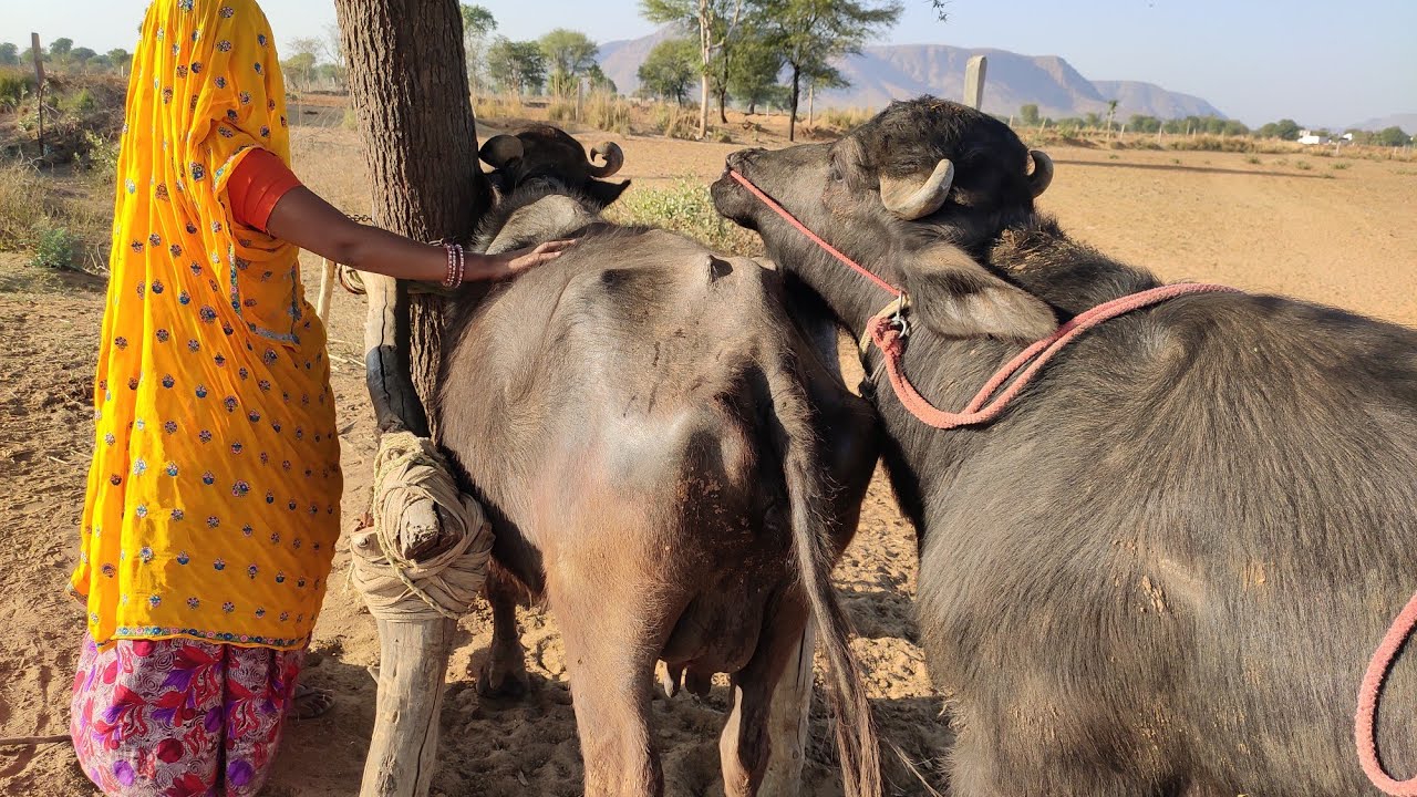 3 Time Buffalo Mating Village Women Try - YouTube