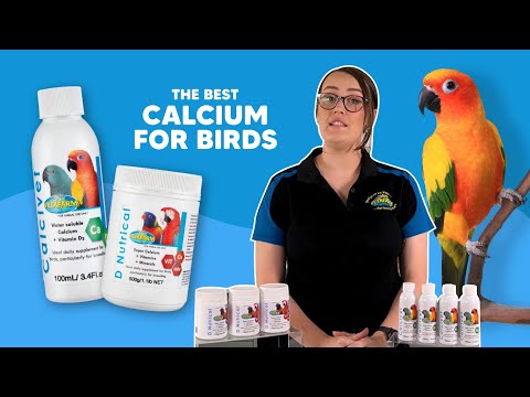 The Best Calcium Supplements for Birds!