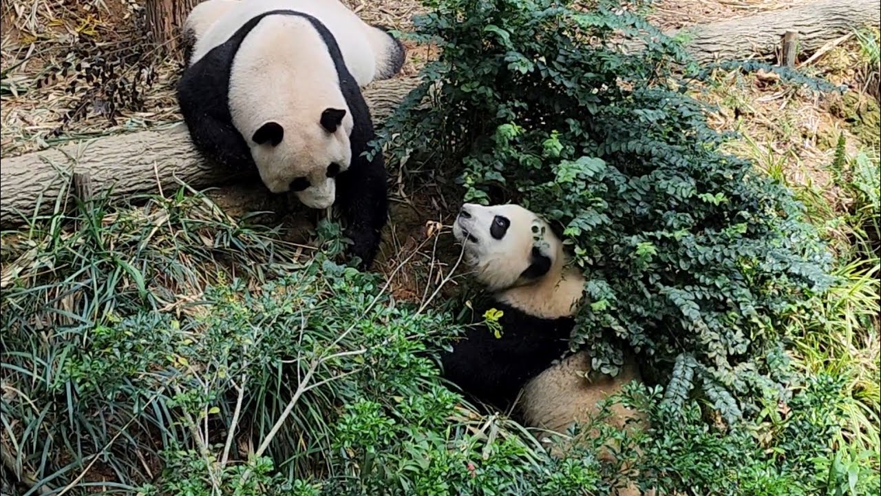 20221124 Giant Panda Le Le 叻叻 and Jia Jia 嘉嘉 @ River Wonders Singapore ...