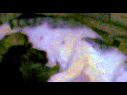 Gata Dando Mama Para Cachorros