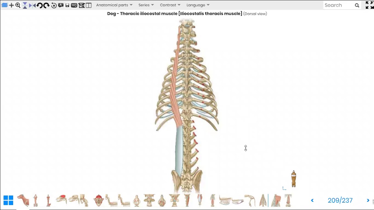Hypaxial and Epaxial muscles (Dog Anatomy ) PART 3 - YouTube
