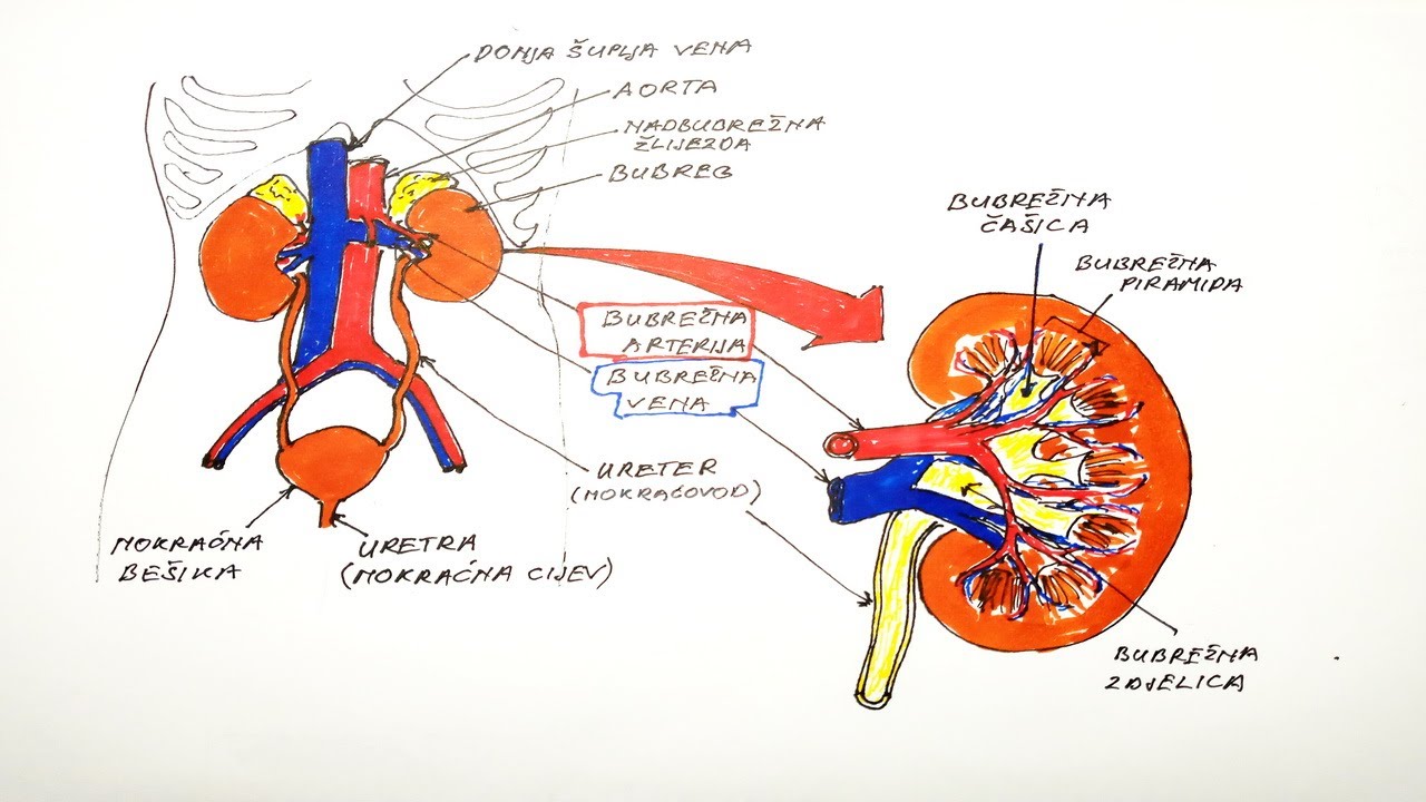 BUBREZI: GRAĐA I ULOGA, NEFRON, FORMIRANJE URINA, IZLUČIVANJE, BALANS ...