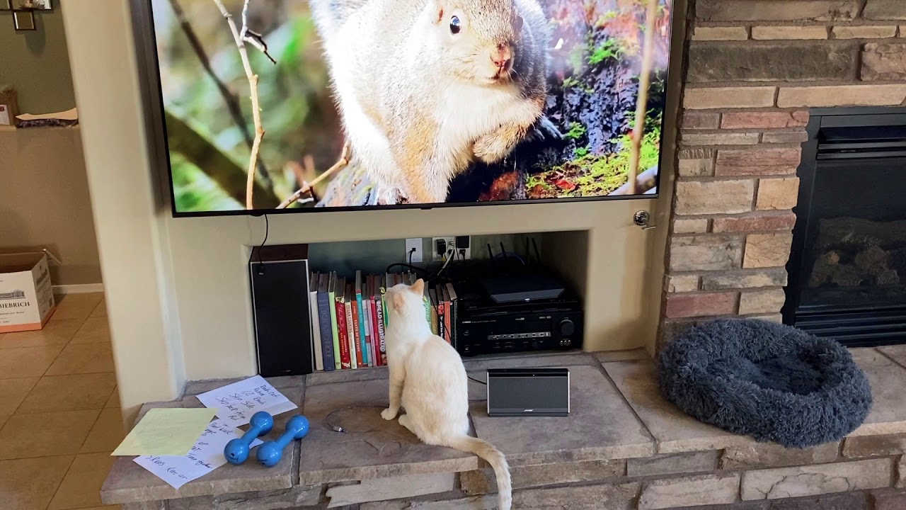 Cedric Cat want to get the squirrel on the TV - YouTube