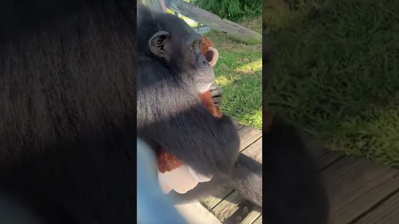 Tuffy's New Bear - Save the Chimps - YouTube
