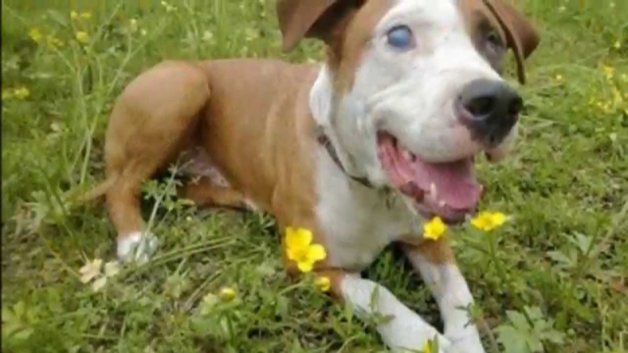 Buck Teaches Happy - YouTube