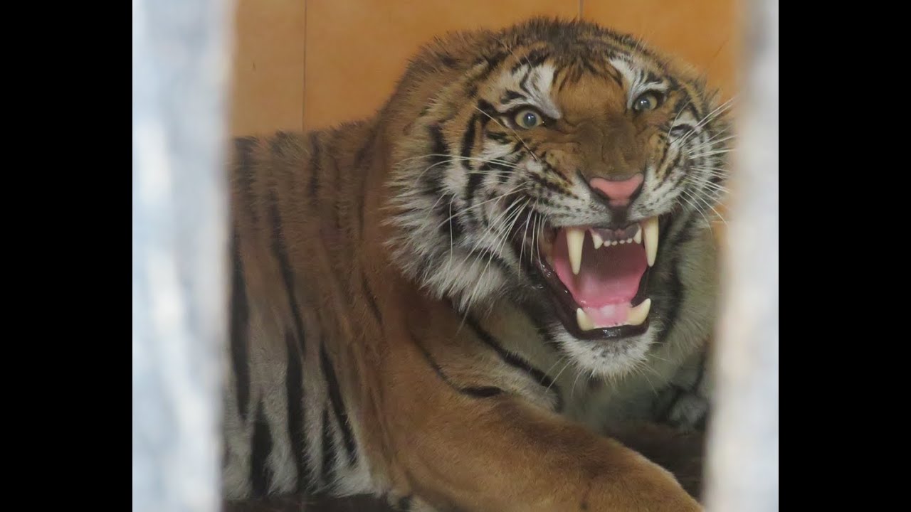 Man Eater Tiger //Rescue Operation//Banke - YouTube