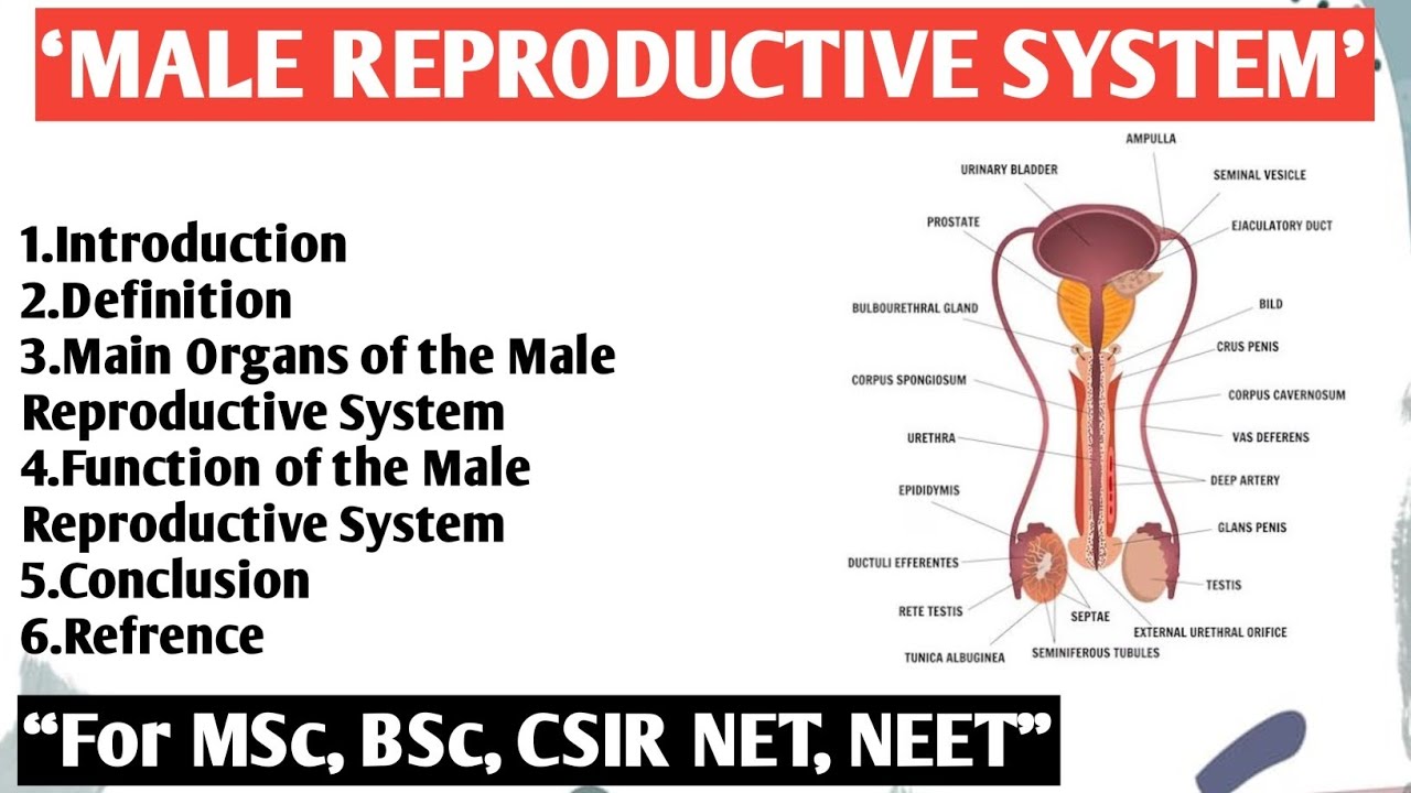 Male Reproductive System | Anatomy of male reproductive organs - YouTube