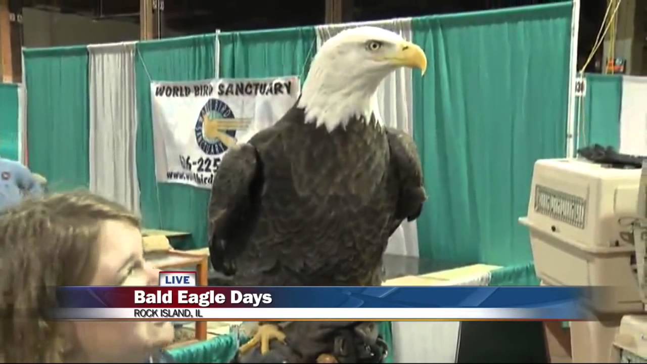 TV Reporter Gets Eagle Slapped - YouTube