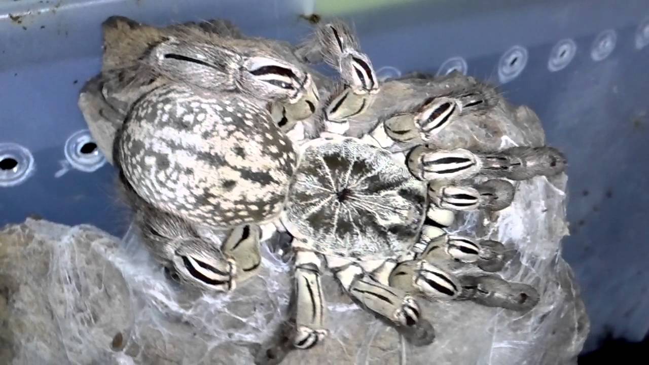MF H.maculata - YouTube