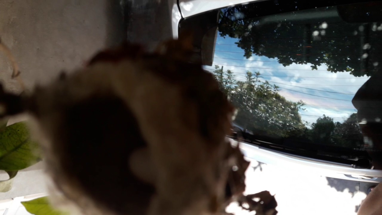 Nido de colibrí o picaflor con huevos - YouTube