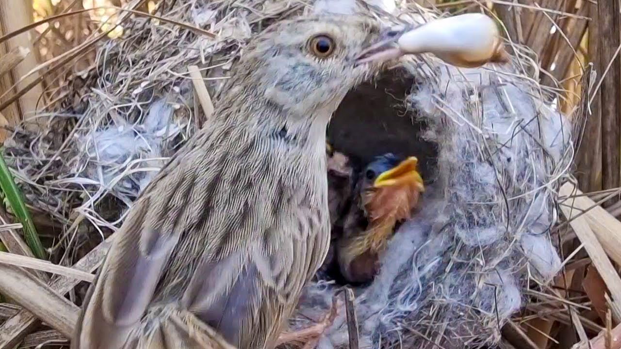 Amazing Bird Growth - Baby Birds Gorging on Juicy Caterpillars! - YouTube