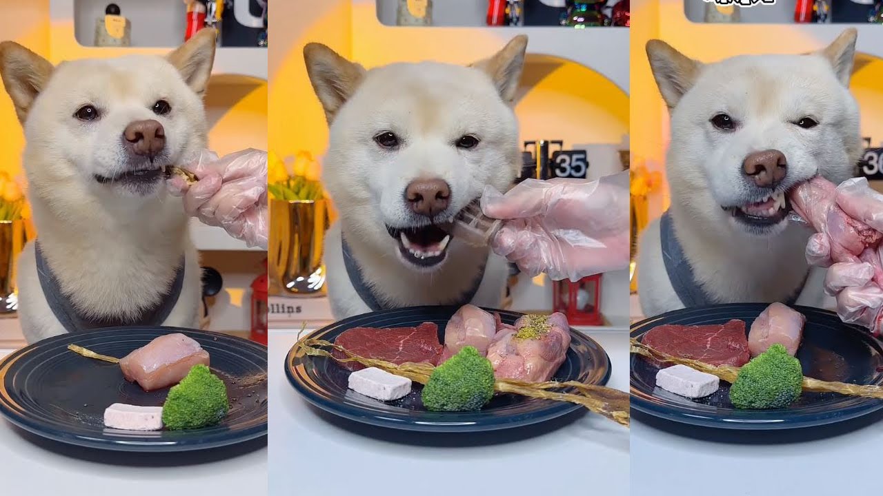 Immersive eating big quail with bursting pulp #animals #pets #dog # ...