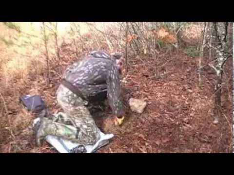 Trapping dirt hole set Grey Fox catch - YouTube