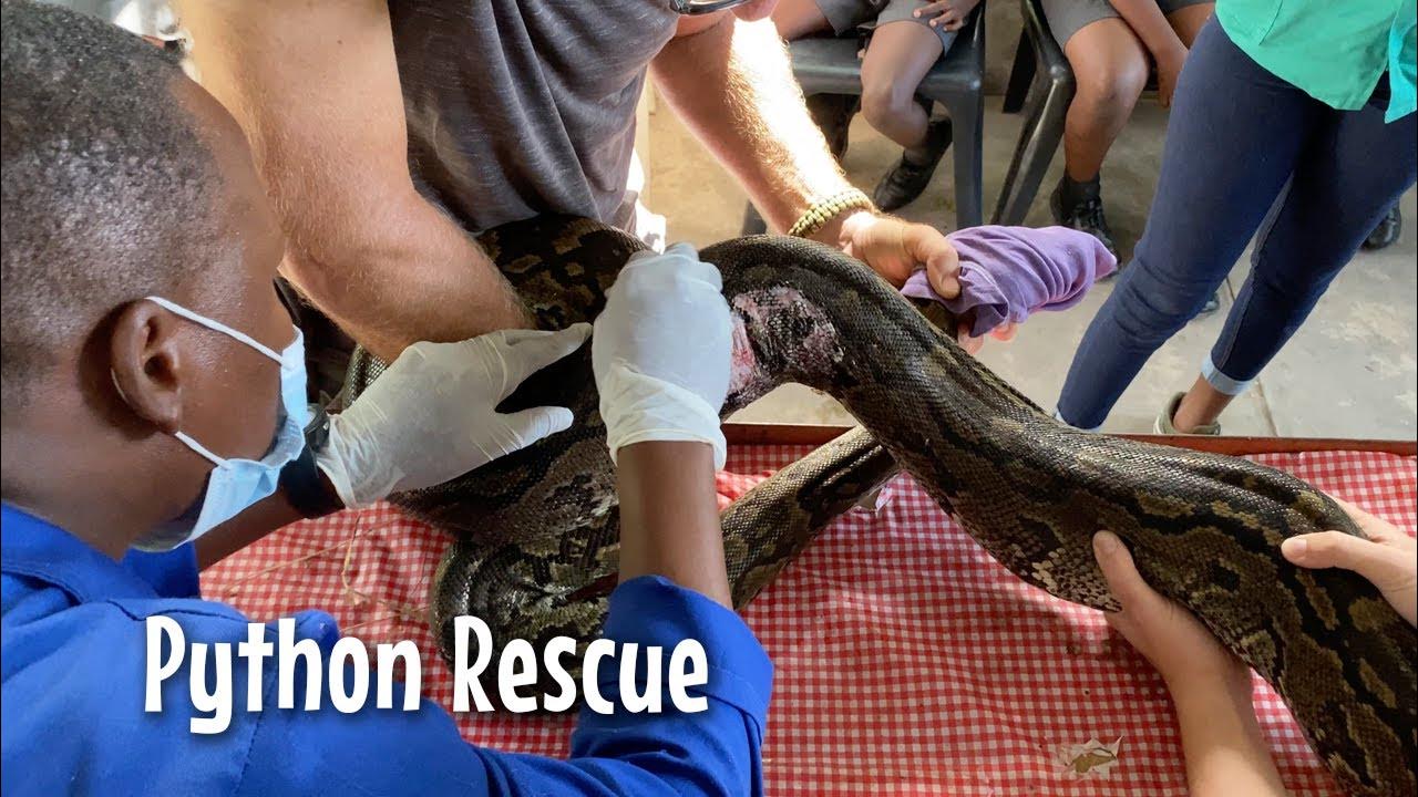 Wild Kids witnessing about Python rescue - YouTube